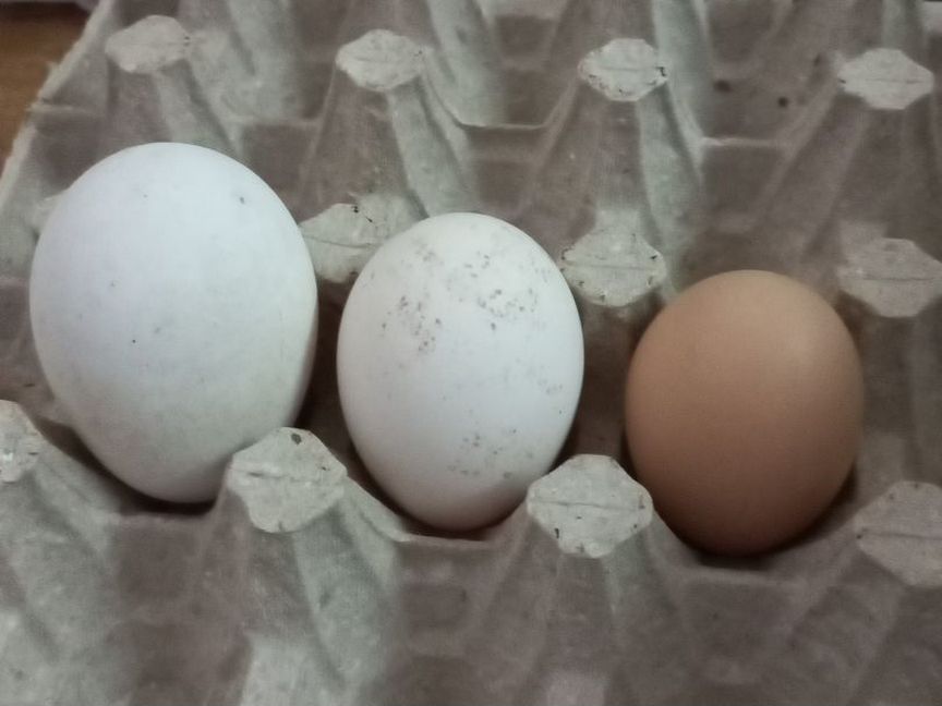 Инкубационное яйцо кур,гусей, индейки