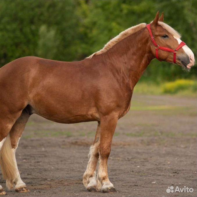 Крупный тяжеловоз 165 в холке