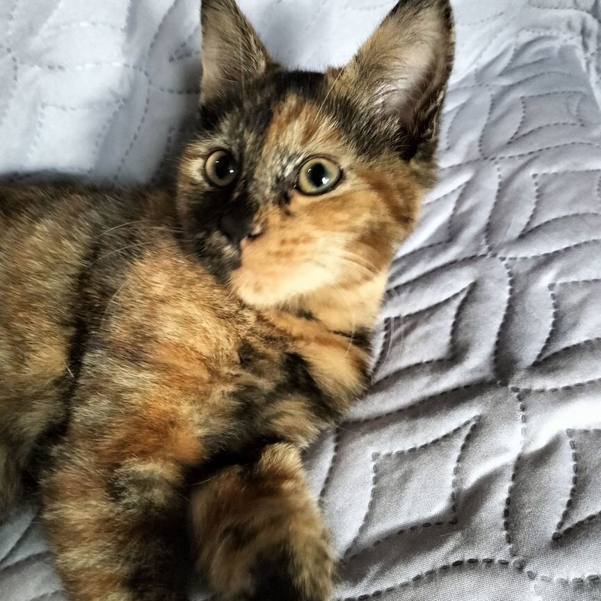 Кошечка ищет дом
