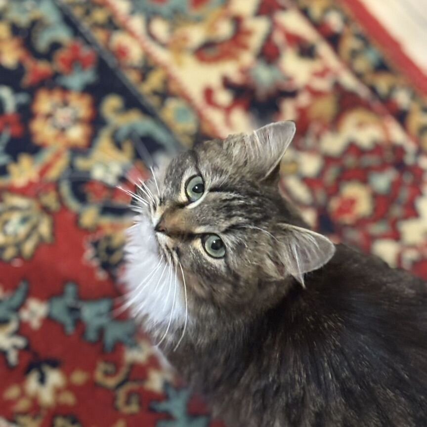 Котенок в добрые руки