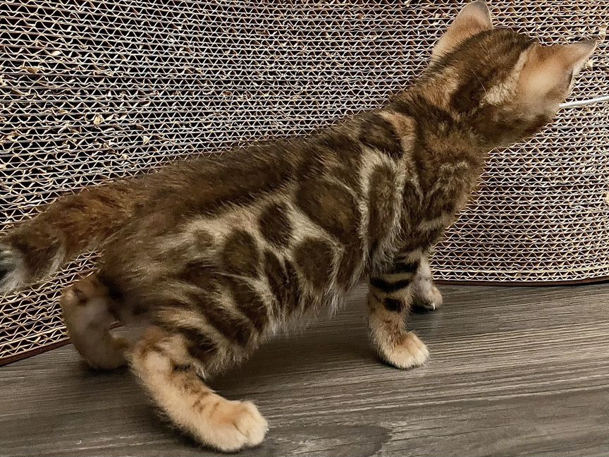 Бенгальские коята бенгал бенгальская