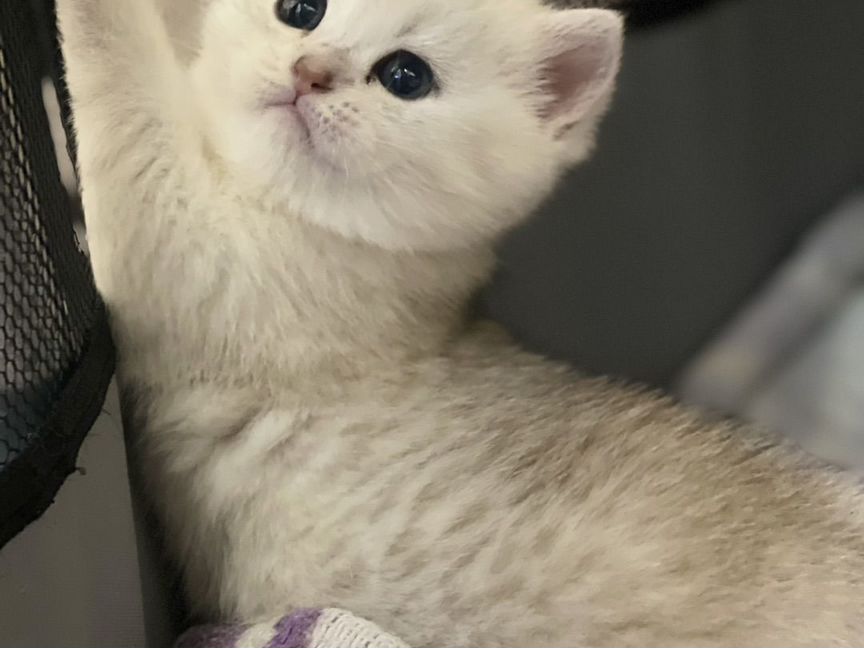 Шотландские котята