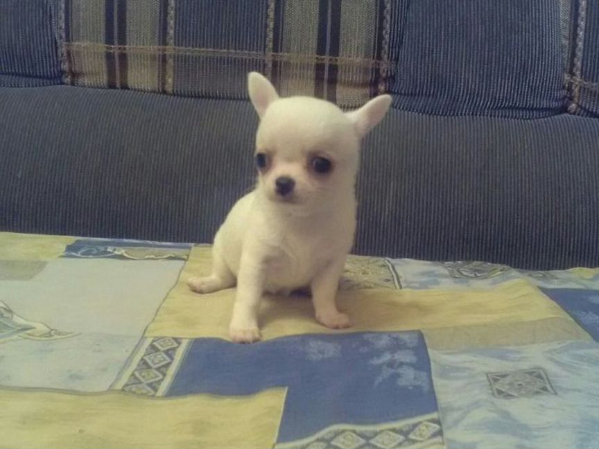 Чихуахуа mini запись бронь