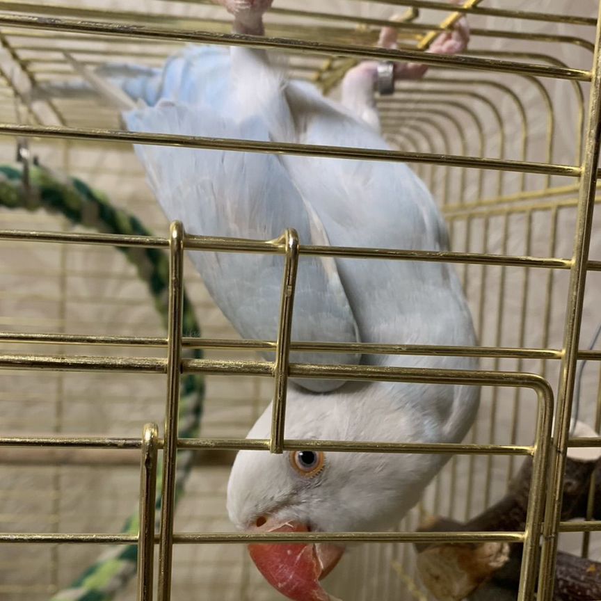 Ожереловые попугаи