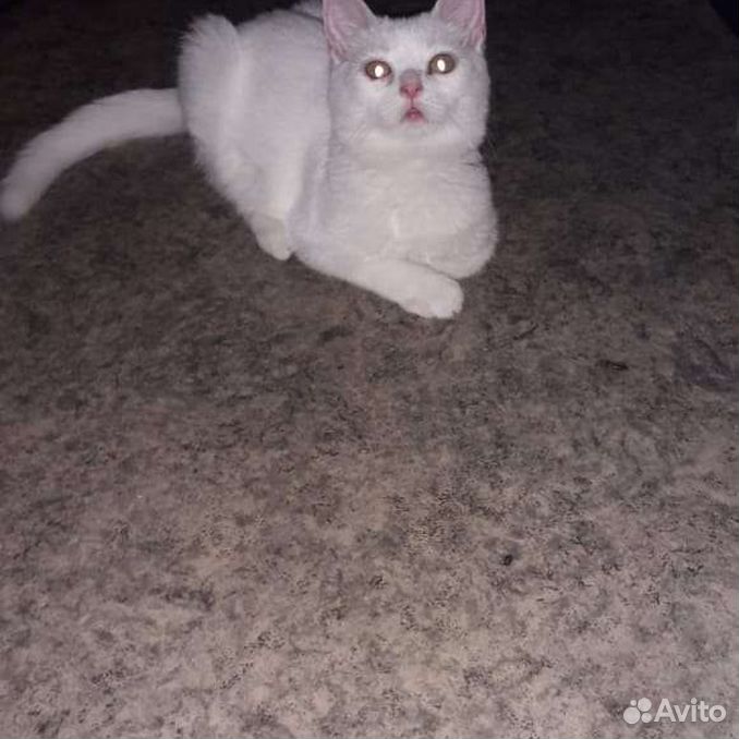 Котенок девочка помогите обрести дом