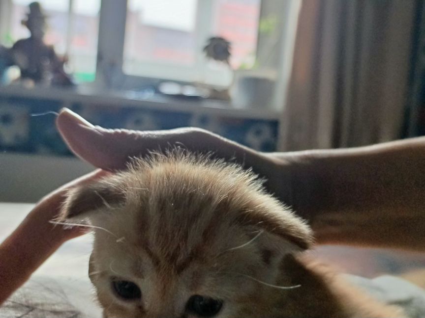 Шотландская вислоухая