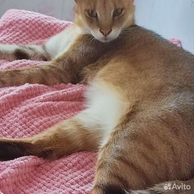 Чаузи девочка 10 мес