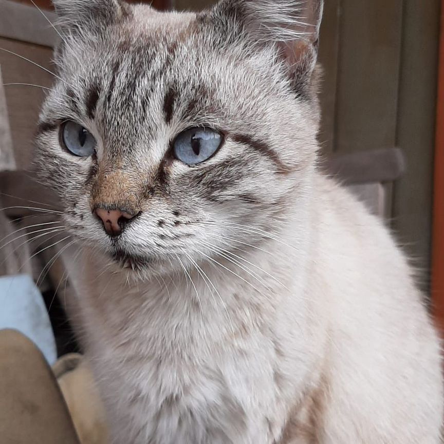 Ласковая кошка бесплатно