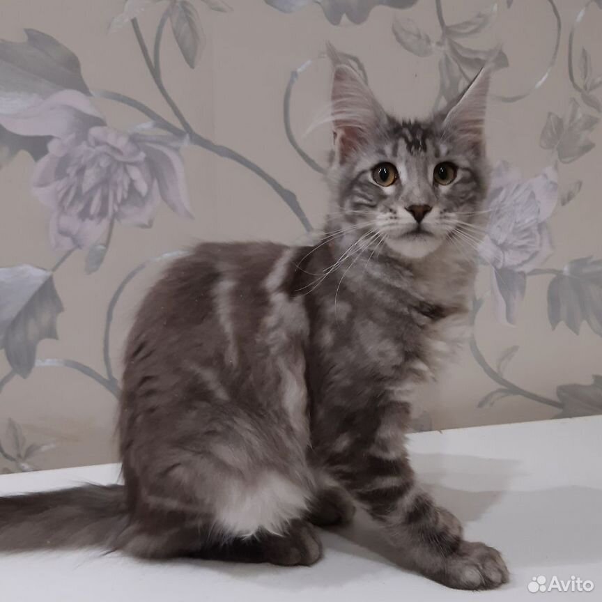 Котята мейн-кун