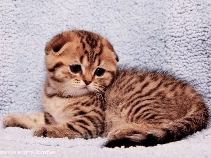 Шотландские котята золотые пятнистые