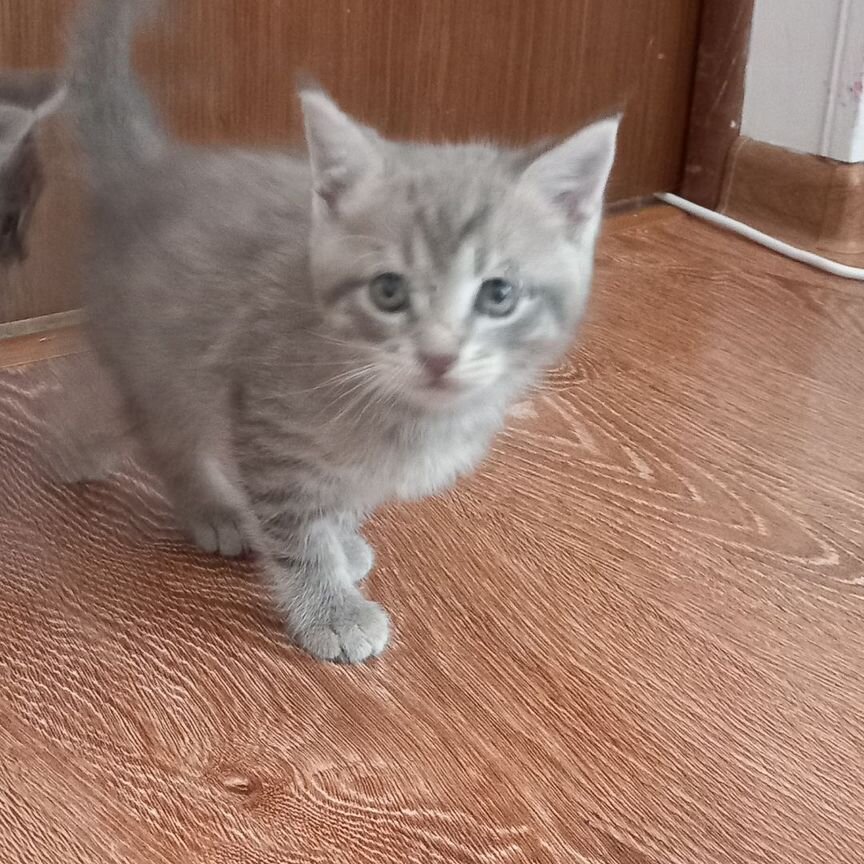 Котята мейкун