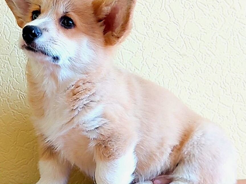 Мальчик Вельш корги Пемброк, РКФ