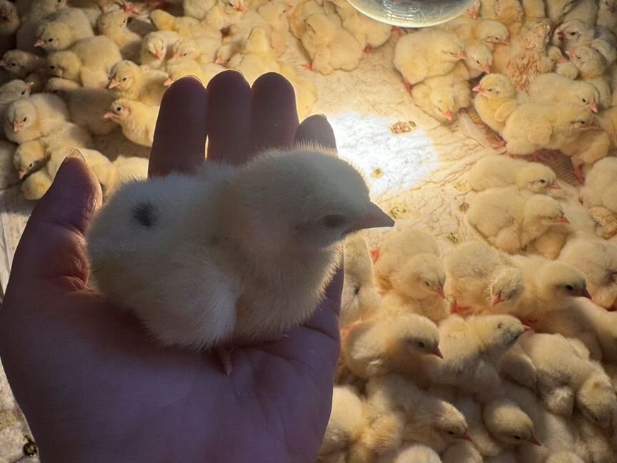 Бройлер кооб 500