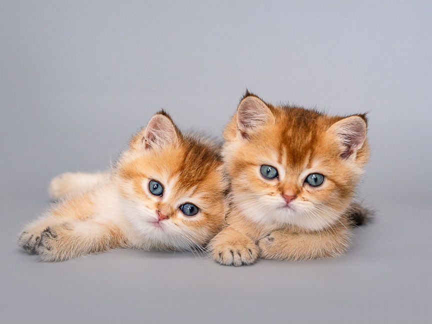 Британская кошка