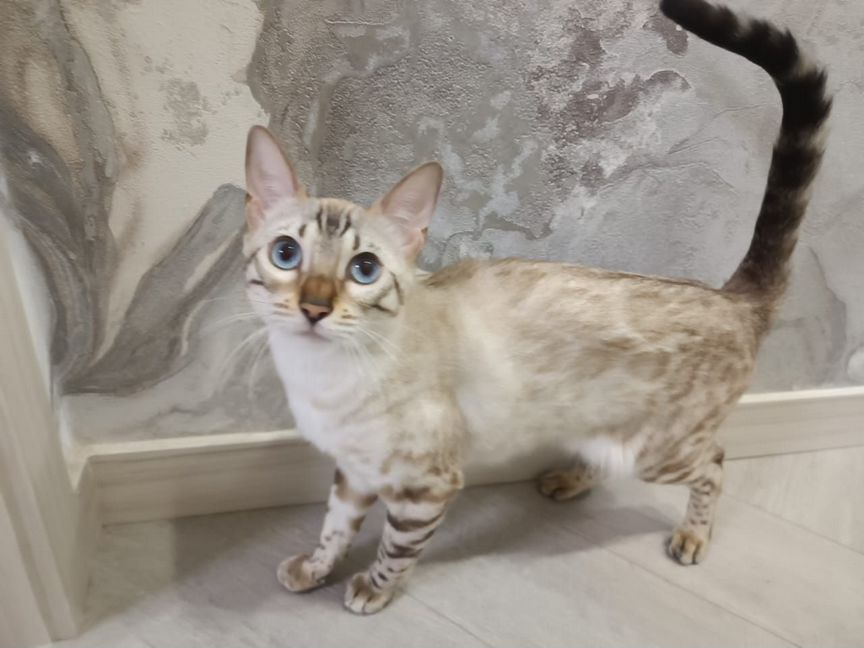 Бенгальские котята