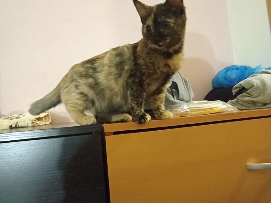 Кошка
