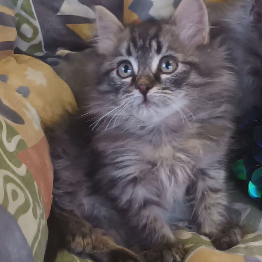 Сибиряк мальчик 2 мес