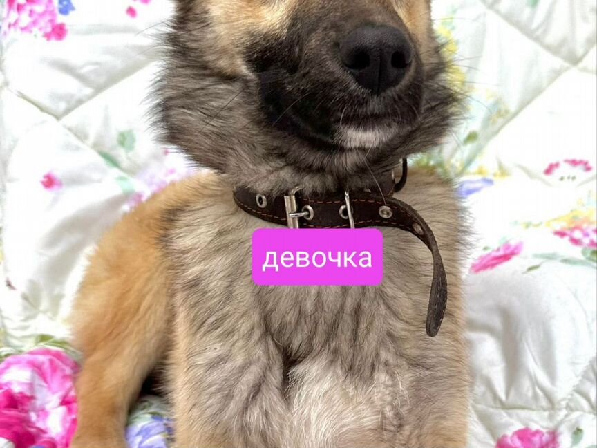 Собака