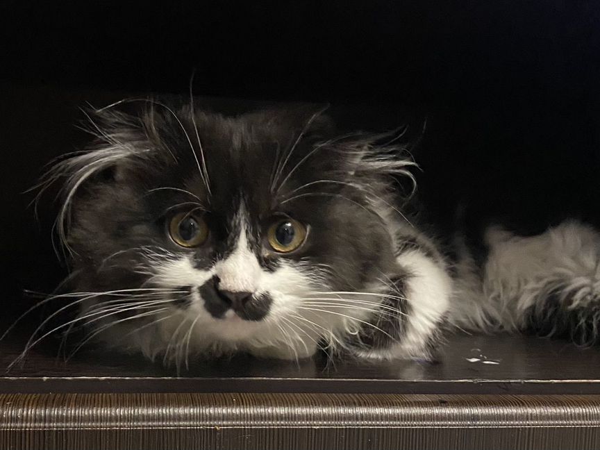 Отдается в добрые руки кошечка-девочка