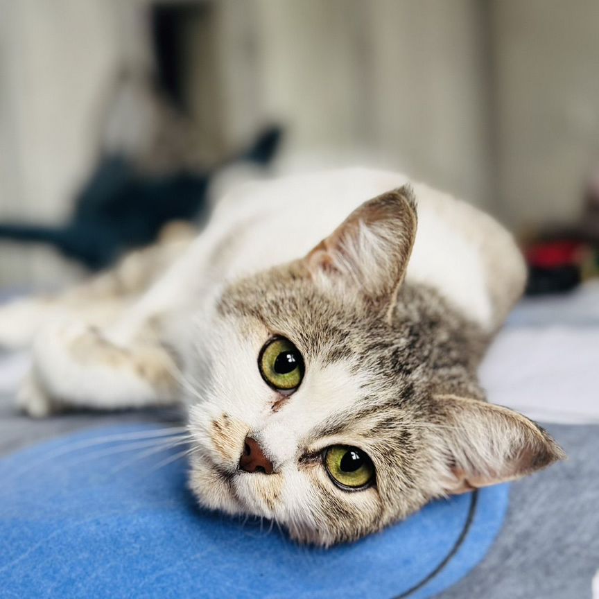 Кошечка ищет дом