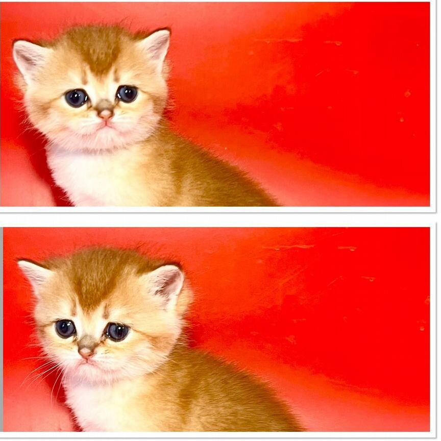 Британский короткошёрстный котёнок