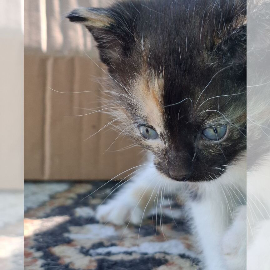 Котёнок в добрые руки