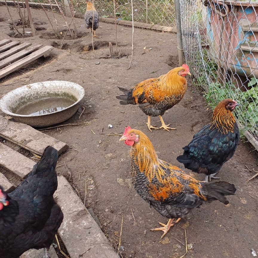 Куры и утки