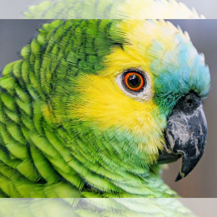 Попугай Амазон синелобый говорящий