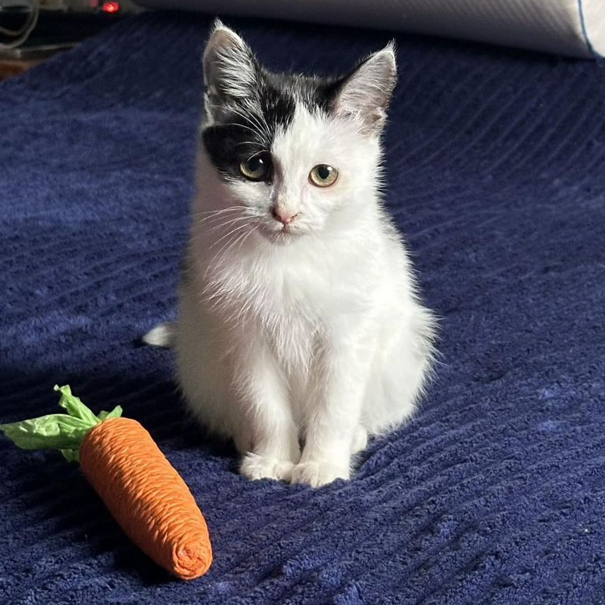 Идеальная девчушка 2.5 мес