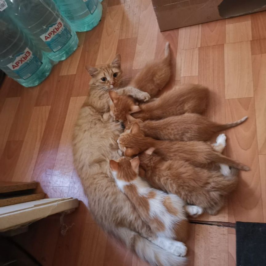Котята в добрые руки