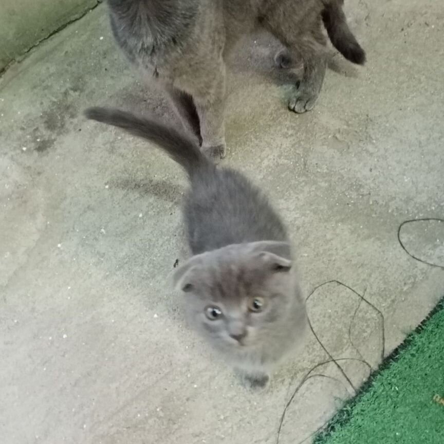 Шотландская вислоухая