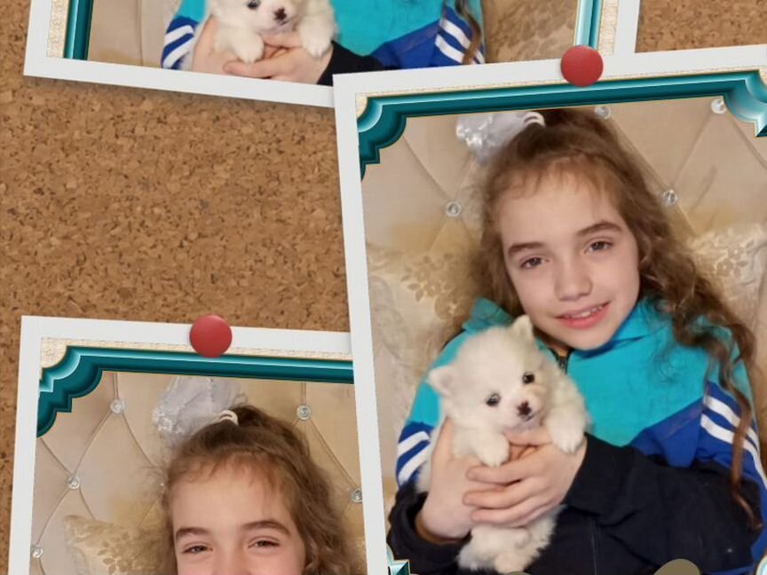 Померанский Шпиц