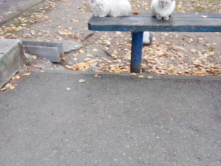 Котята в добрые руки бесплатно