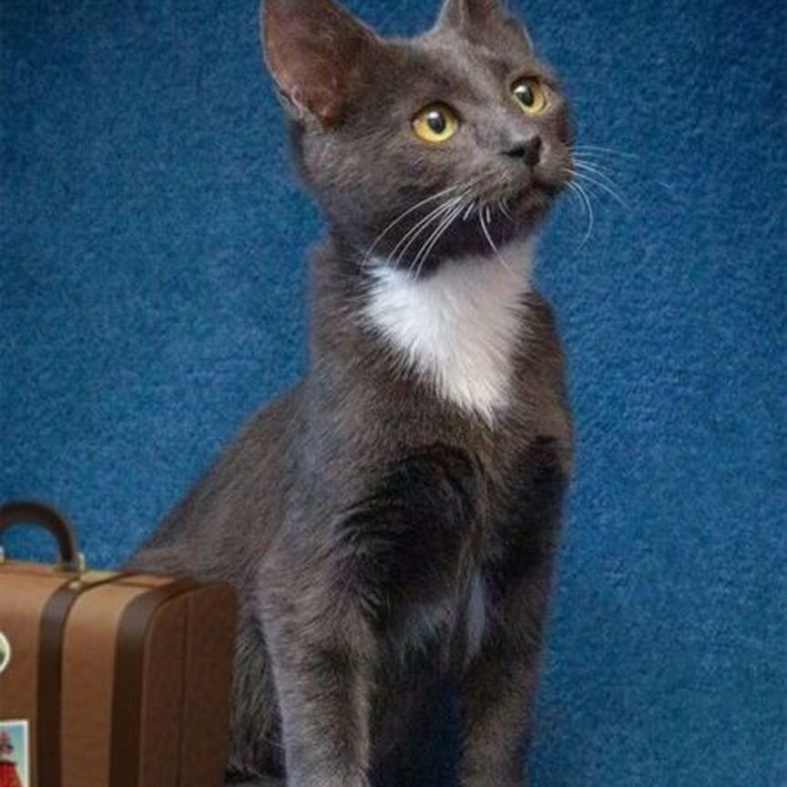 Котенок ищет дом