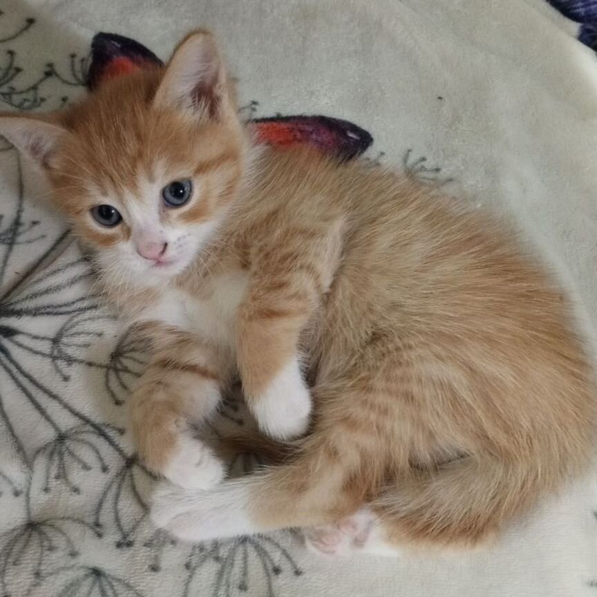 Котёнок в добрые руки