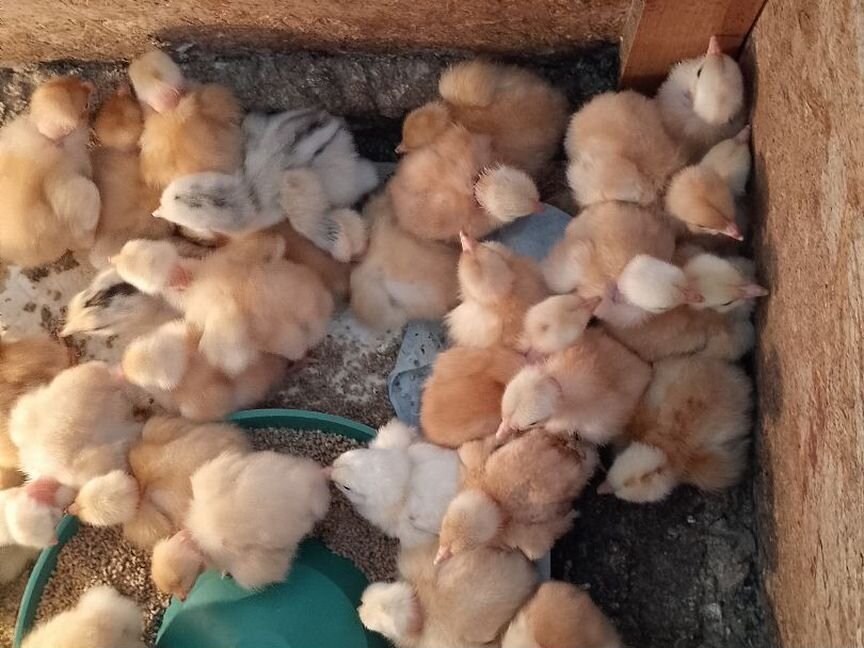 Продажа цыплят бройлеров