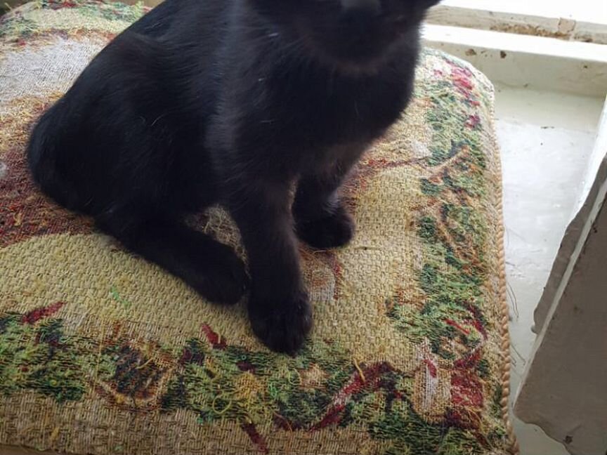 Котенок девочка чисто черная Тина