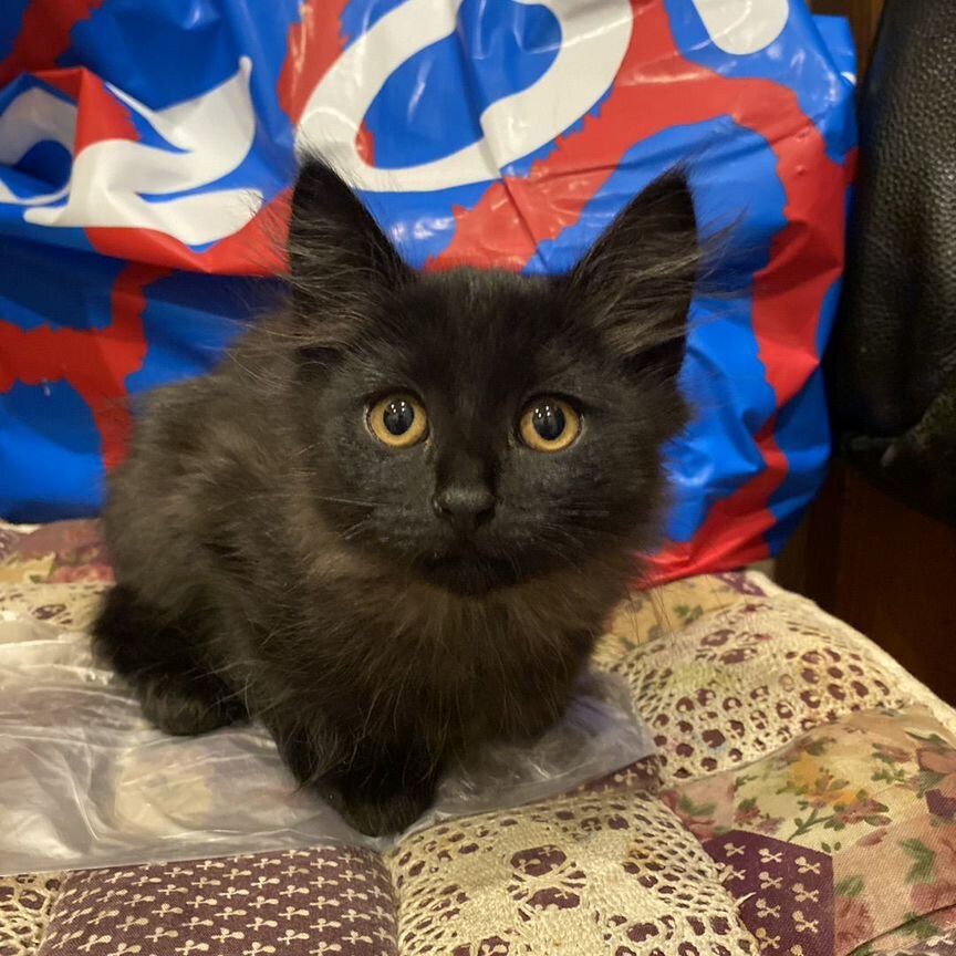 Два черненьких малыша