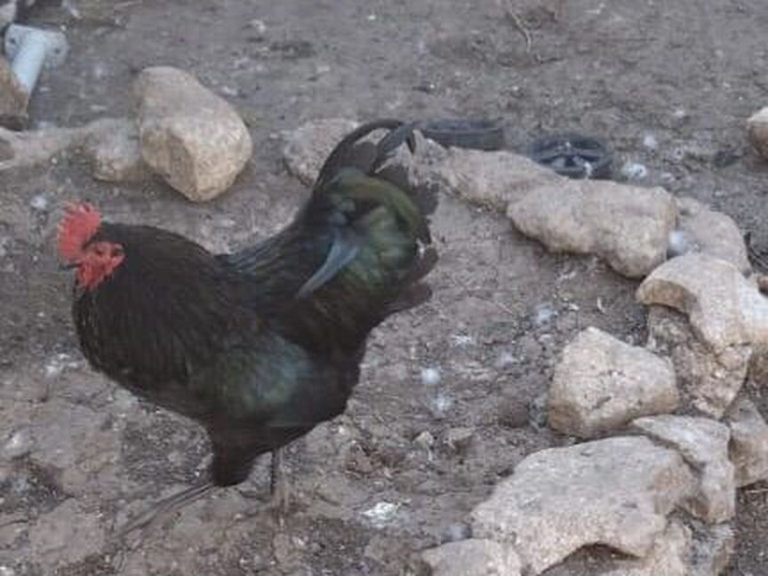 Молодые петухи