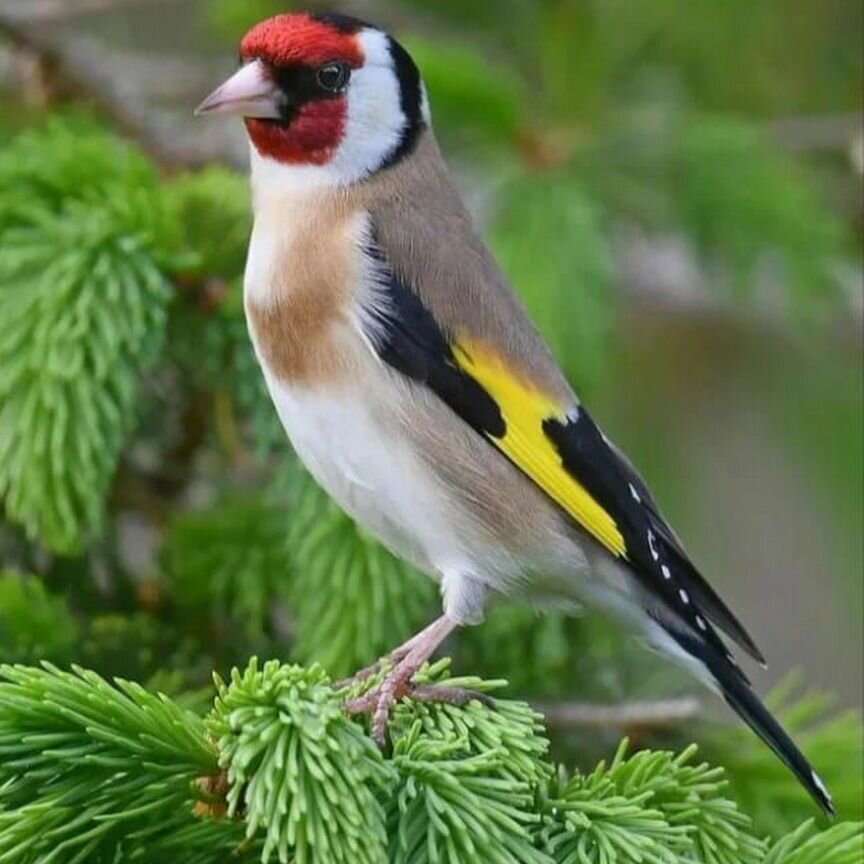 Репел, Щегол, Зяблик