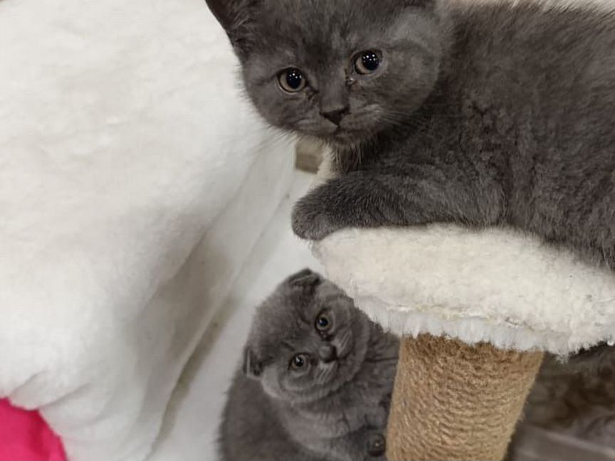 Шотландские котята
