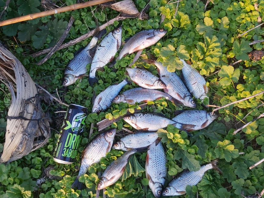 Речная рыба