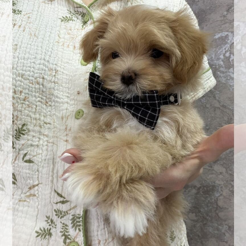 Мальтипу, щенок