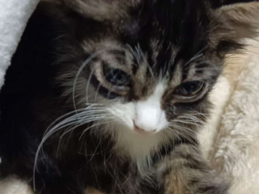 Котенок девочка в добрые руки