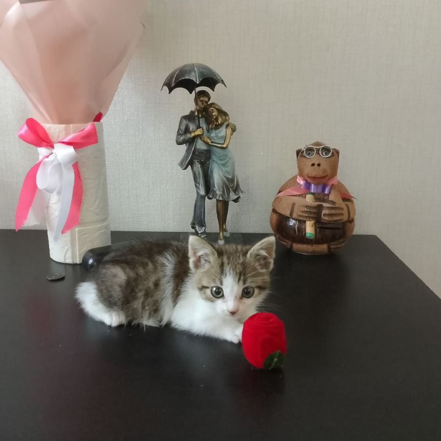 Котёнок 1,5 мес