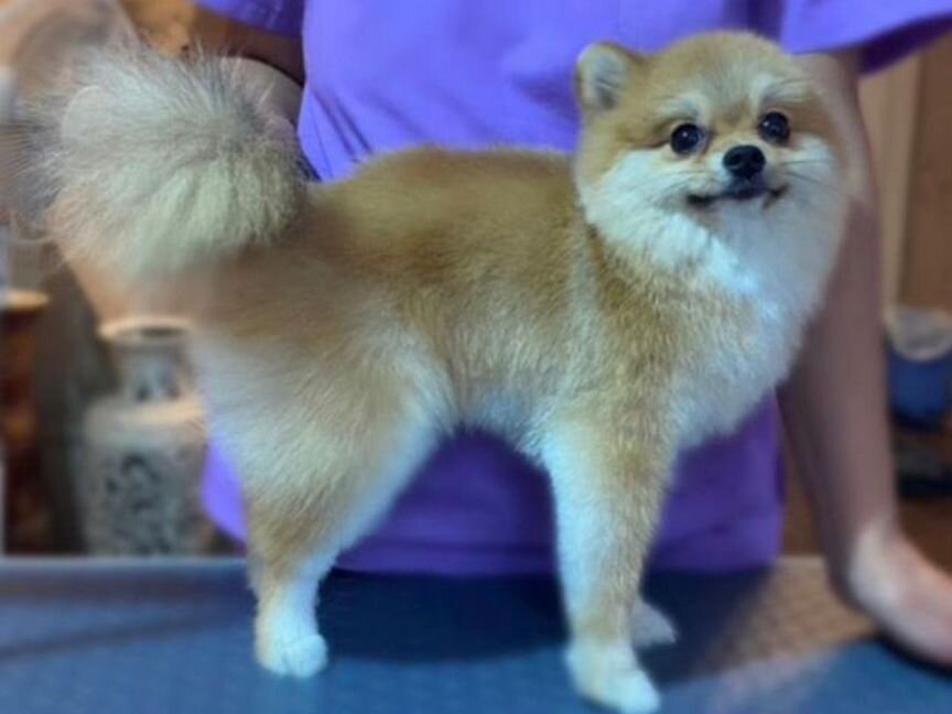 Немецкий шпиц мини