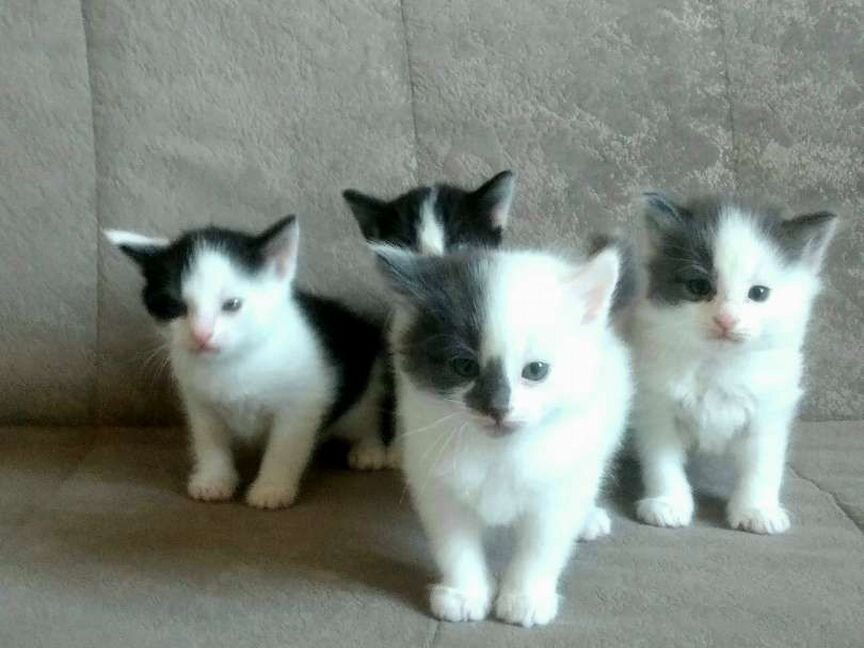 Котята в дар