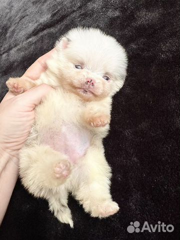 Мерле с голубыми глазами девочка шпиц