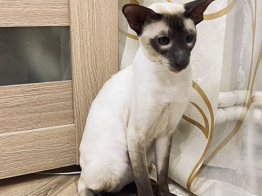 Кот ориентал с документами на вязку, опытный