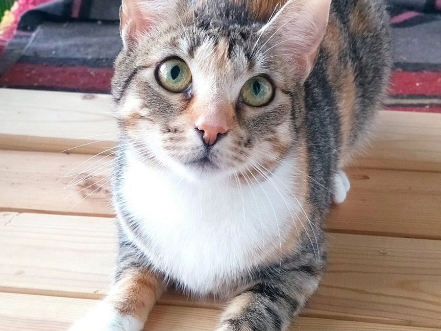 Кошка Алиса 2,5 года